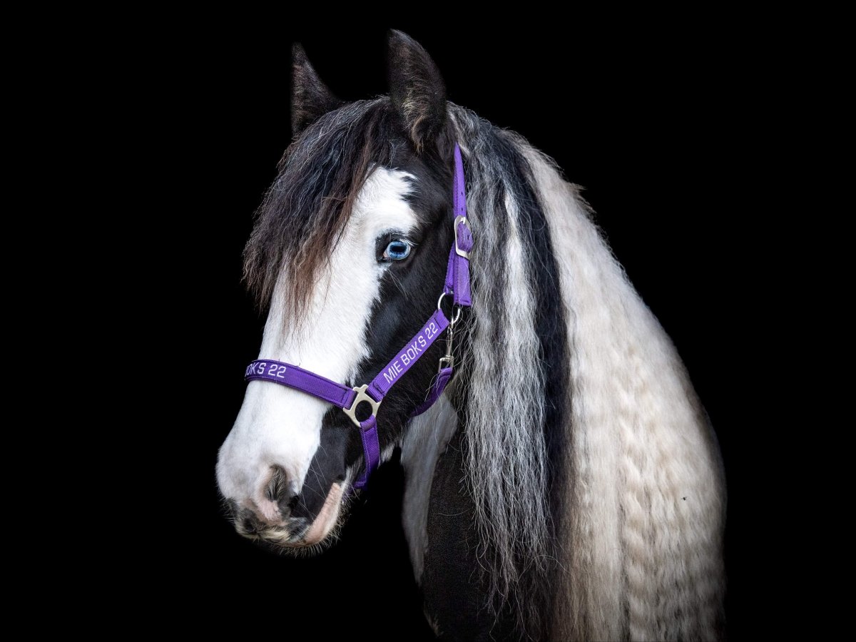 Grime med hestens navn - Grimer, tov, mundkurve mm. - Klindt Rideudstyr